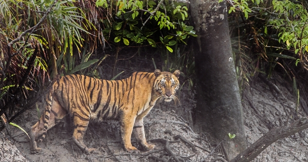 Rampal Power Plant The Death Sentence For Sundarbans